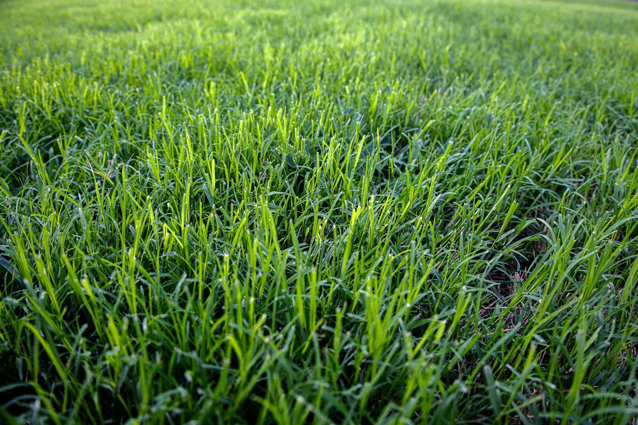 Sun Queen Elite Seeded Bermudagrass