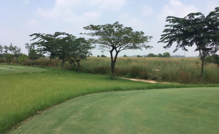Why every golf and landscape project should include native grasses