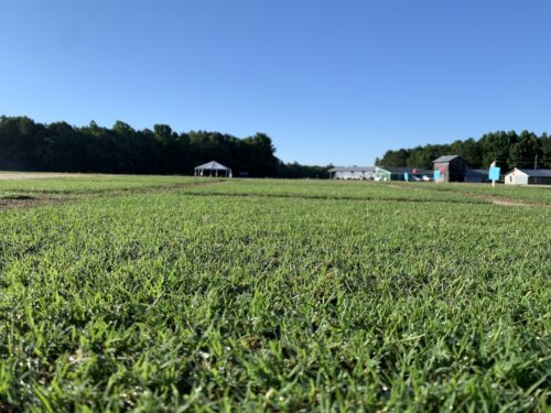 PurePro™ Seeded Bermudagrass - Available From Atlas Turf