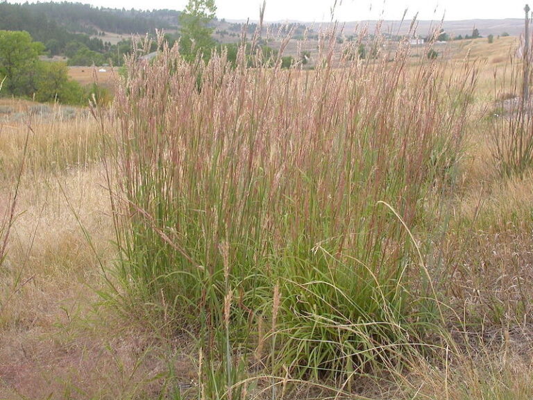 Native Grasses - Atlas Turf International