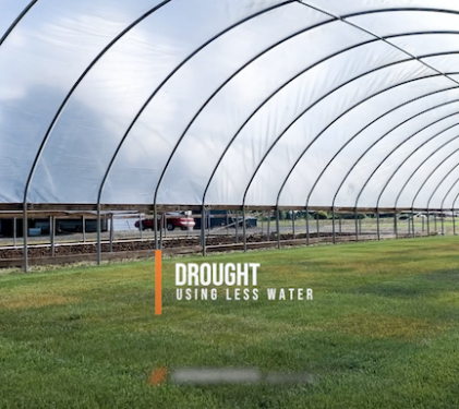 Breeding and Production of Seeded Turfgrass