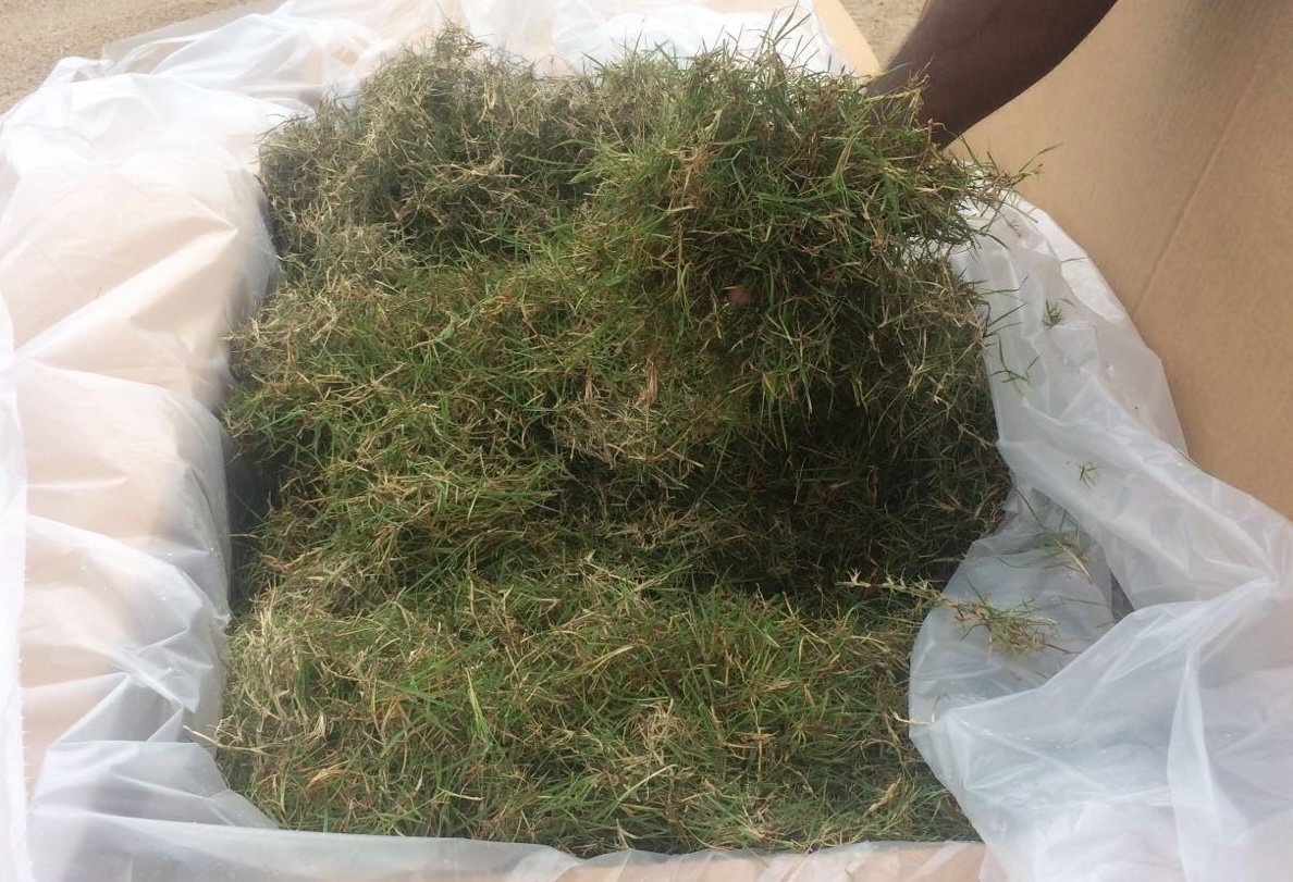 Beware of Lofty Turfgrass Claims
