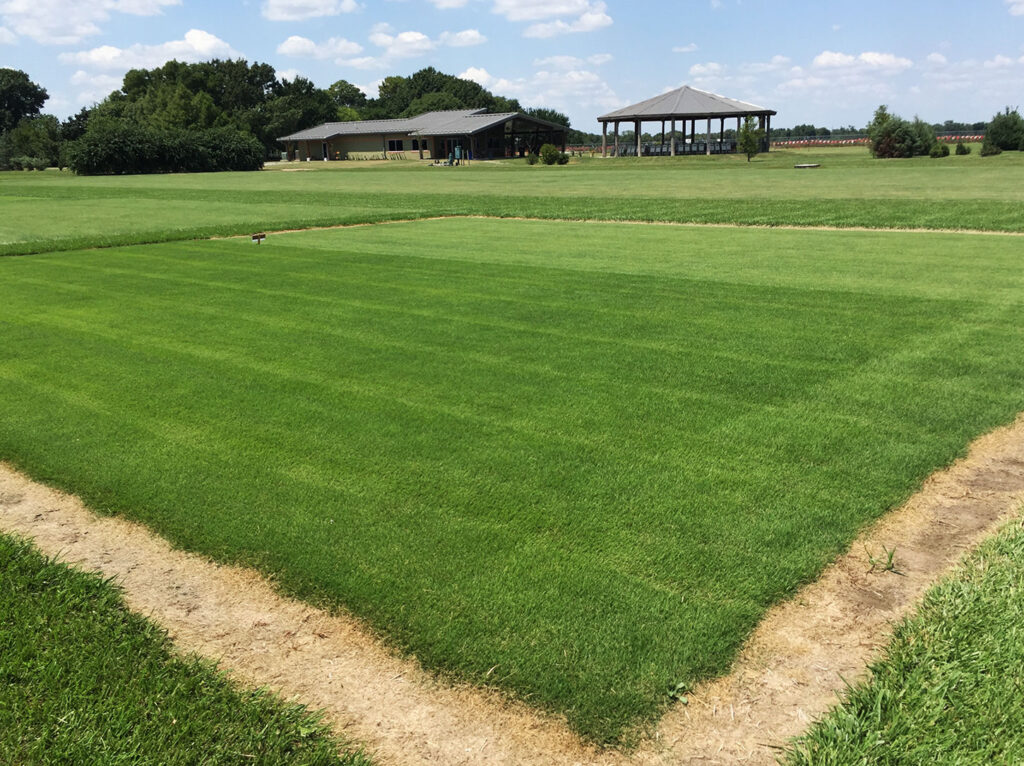 Innovation® Zoysia - Atlas Turf International