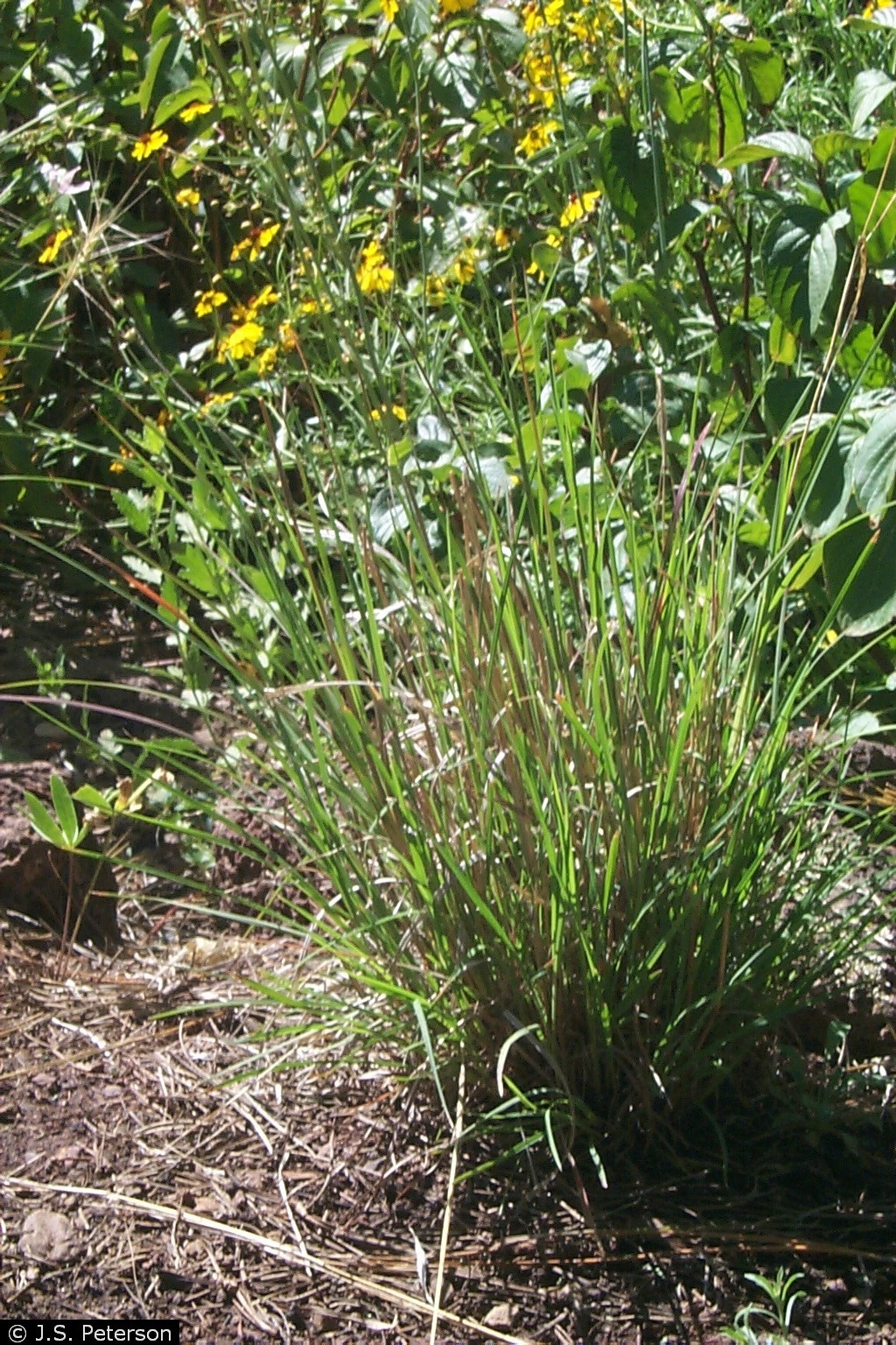 Why every golf and landscape project should include native grasses