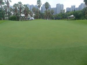 Sunday™ Ultra-Dwarf Bermudagrass - Available From Atlas Turf