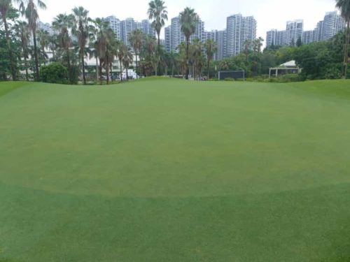 Sunday™ Ultradwarf Bermudagrass - Available From Atlas Turf
