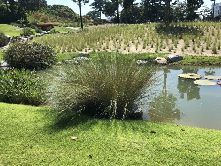 Why every golf and landscape project should include native grasses