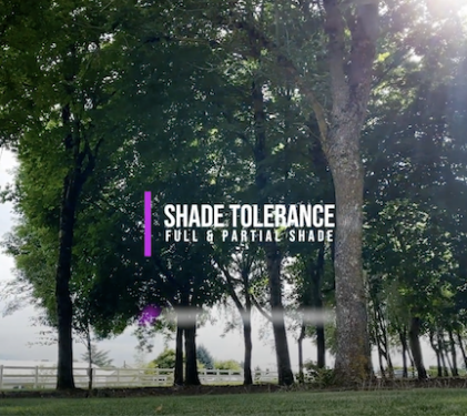 Breeding and Production of Seeded Turfgrass