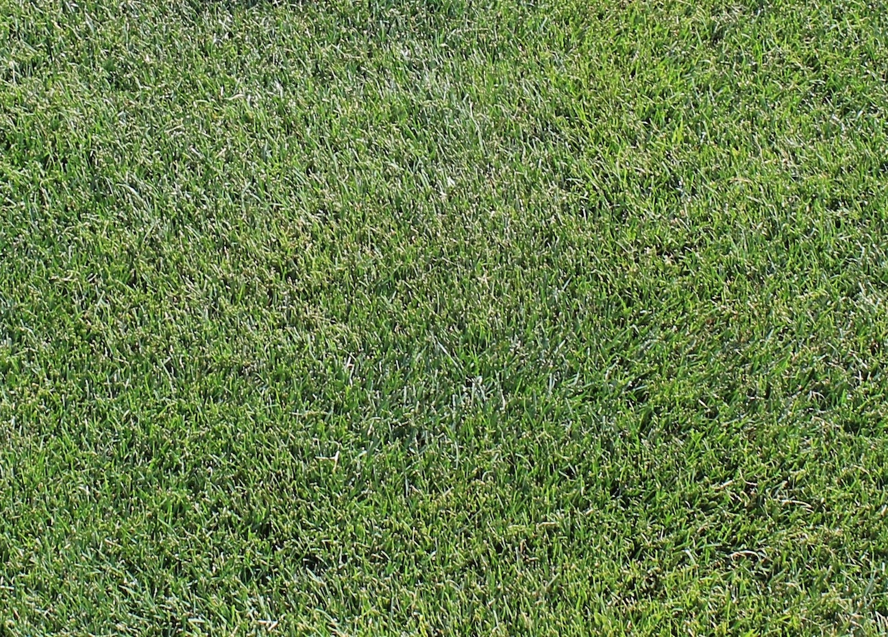 Silver Sport Perennial Ryegrass - Atlas Turf International