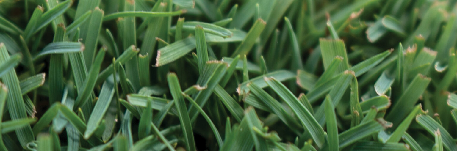 Introducing the total package in elite seeded bermudagrass