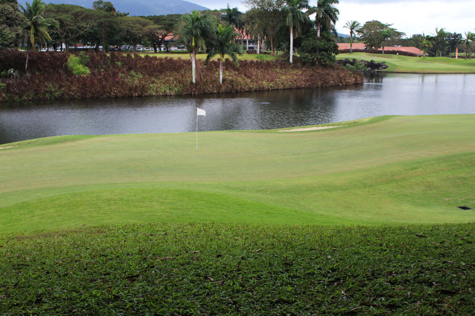 Sunday™ Ultra-Dwarf Bermudagrass - Available From Atlas Turf