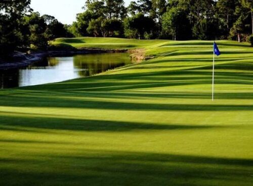 Tifdwarf Hybrid Bermudagrass - Available From Atlas Turf