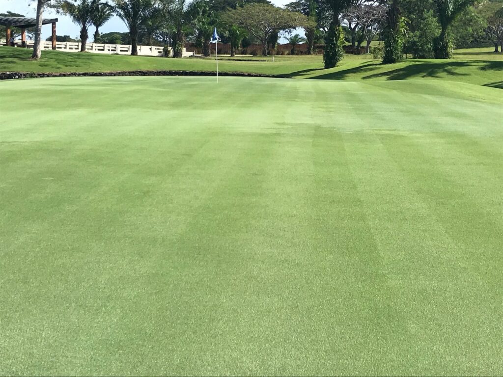 Tifdwarf Hybrid Bermudagrass - Available From Atlas Turf