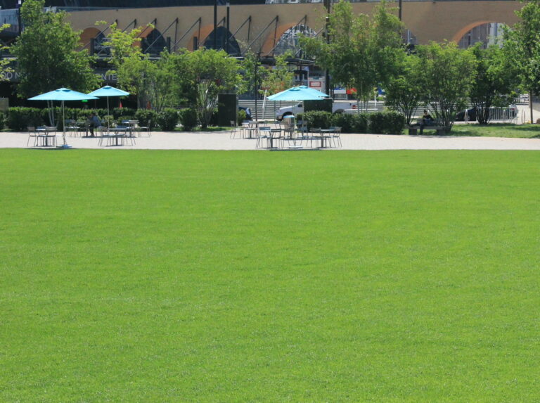 Kentucky Bluegrass Available From Atlas Turf International