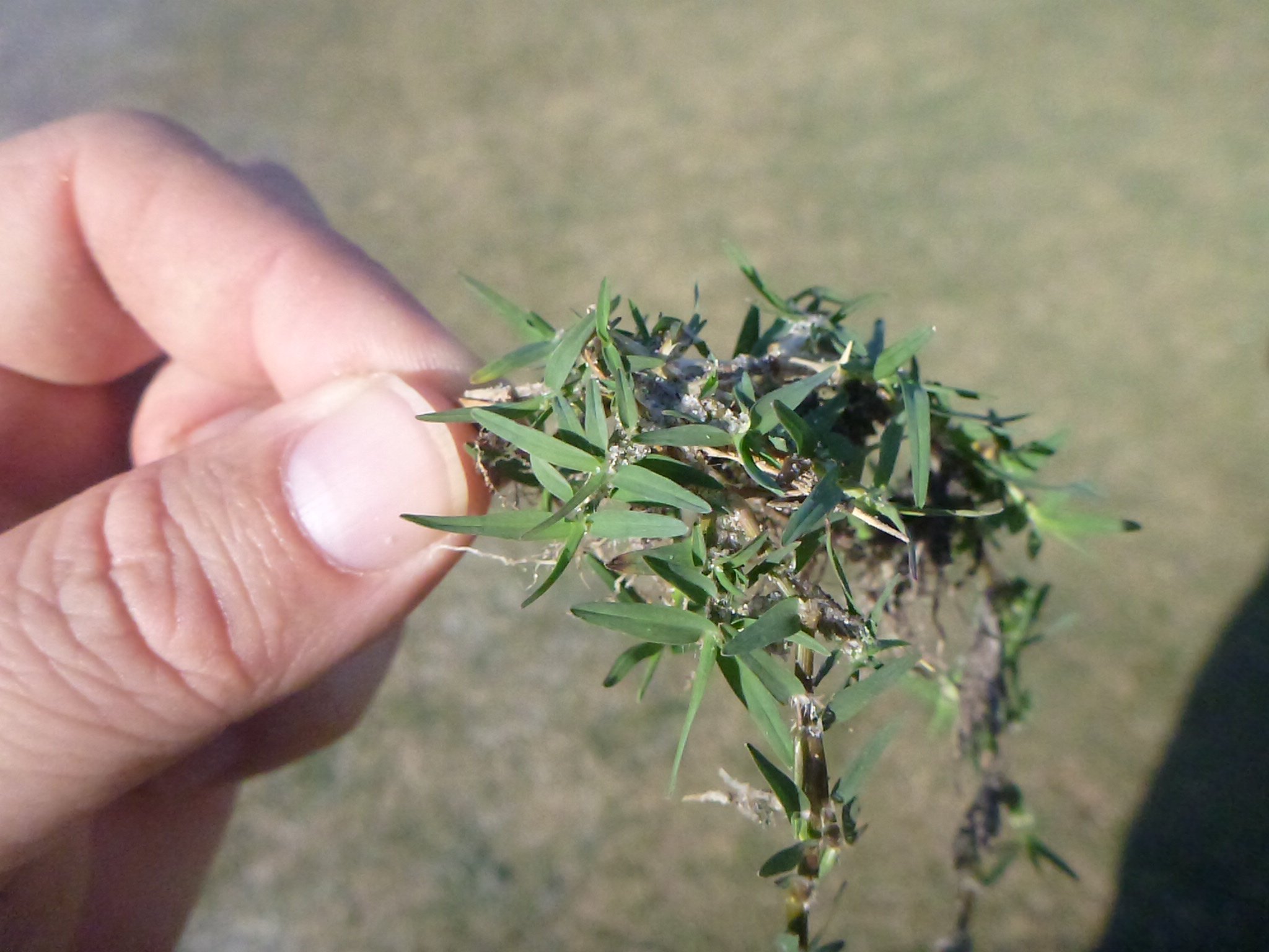 Beware of Lofty Turfgrass Claims